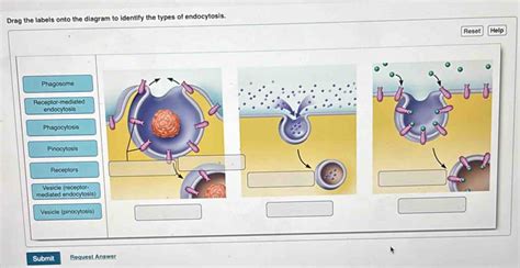 Solved Drag The Labels Onto The Diagram To Identify The Types Of Endocytosis Reset Help