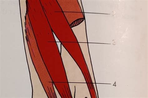 Long Extenseur Du Pouce Archives • Mickaël Clément