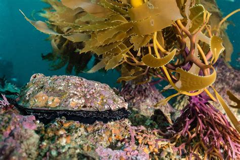 10 Little Known Facts About Abalone
