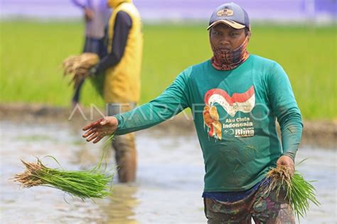 Pertanian Sumbang Pdb Kuartal Iii 2022 12 91 Persen Antara Foto