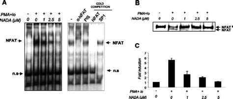 Effect Of Nada On The Nfat Activation Pathway A Nfat Dna Binding