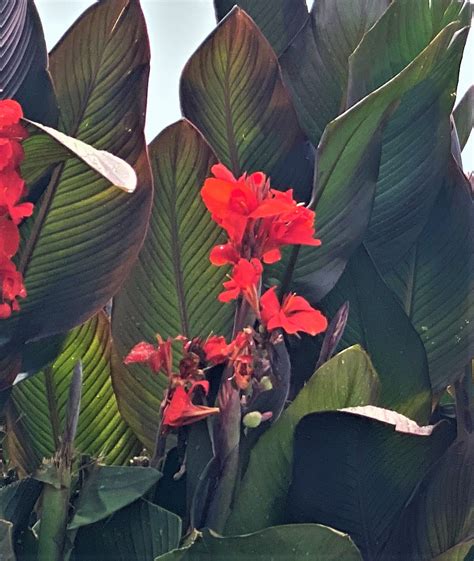Canna Lily Atlantic Beauty Milaegers