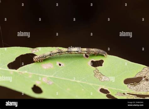 Gypsy Moth Caterpillar Lymantria Dispar Satara Maharashtra India