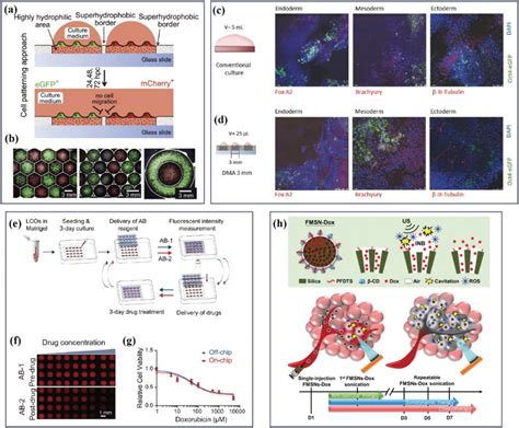 A Schematic Of Coculturing Of Multiple Cell Types By Download Scientific Diagram