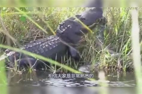 鳄鱼吞食小象，大象妈妈一脚踩下去，整个世界都安静了