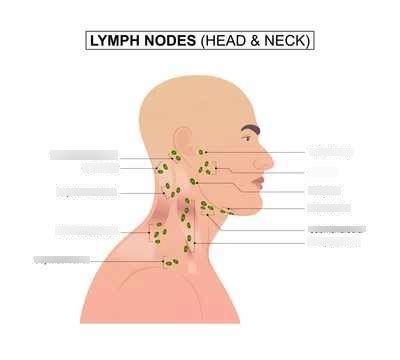 Skin Hair Nails Lymphatics Diagram Quizlet