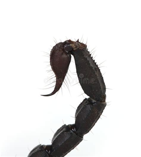 Scorpion Tail Stock Image Image Of Scorpion Isolated 8266721
