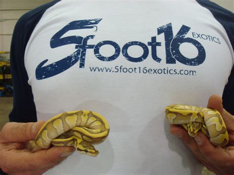 Royal Python Reptile Living Room