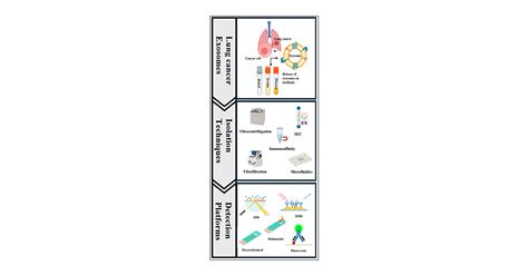 Circulating Extracellular Vesicles As Promising Biomarkers For Precession Diagnostics A