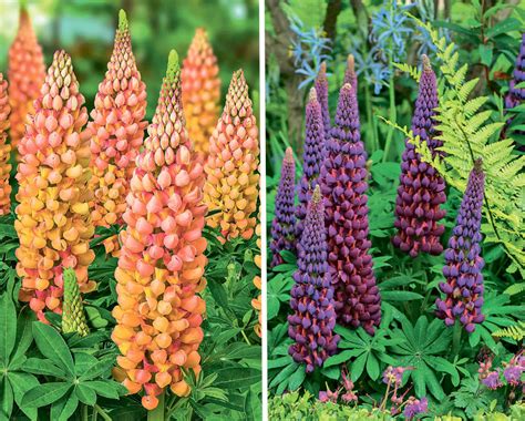 The Most Interesting Varieties And Hybrids Of Lupins