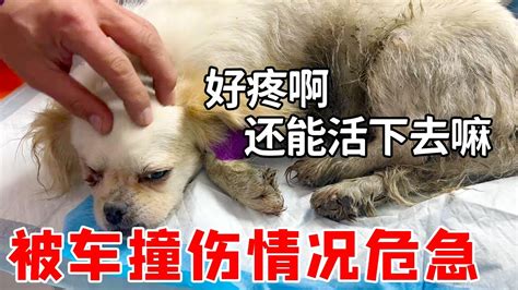一隻眼的老狗被車撞傷，傷口疼到撕心裂肺的叫，情緒很不穩定！救助小哥安撫它時不慎被咬，得知小哥是來救命後，毛孩安穩了許多，乖乖配合醫生治療