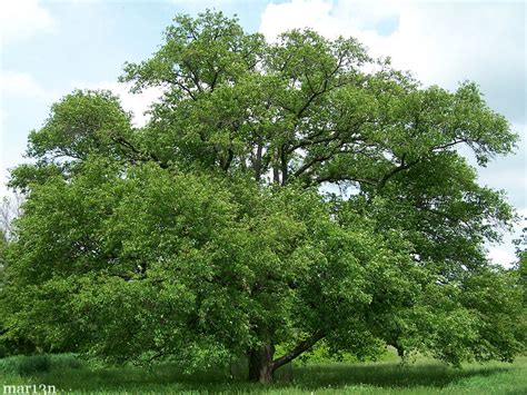 Ussurian Pear Pyrus Usseriensis North American Insects And Spiders