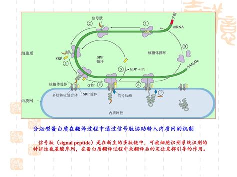 Ppt Protein Biosynthesis Translation Powerpoint