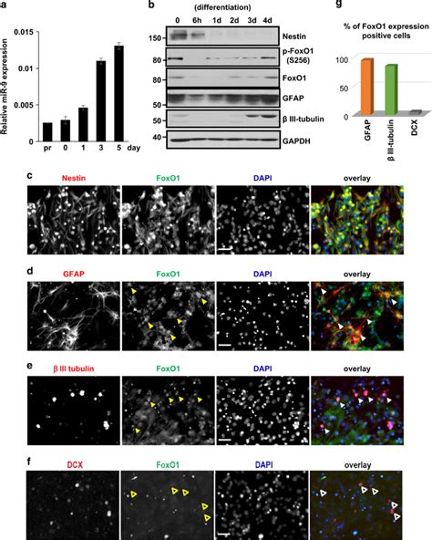 Foxo1 Expression Patterns During Neuronal Differentiation A Download Scientific Diagram