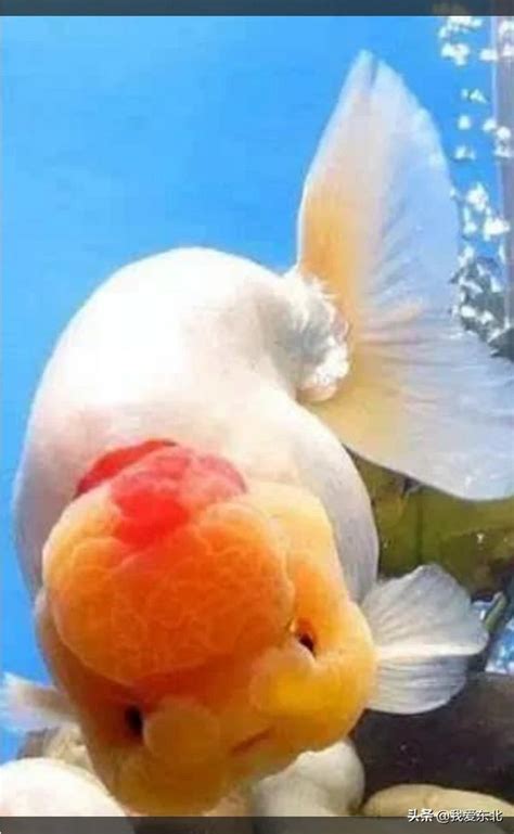 红寿金鱼红金鱼兰寿金鱼大山谷图库