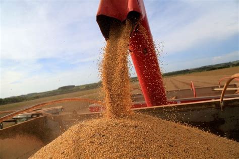 Anec Eleva Previsões De Exportação De Soja Milho E Farelo De Soja Do
