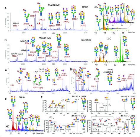Sulfated N Glycans Of Adult Zebrafish Maldi Ms Screening Revealed