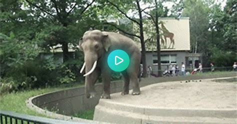 Call Me Dumbo One More Time Asshole I Dare You  On Imgur