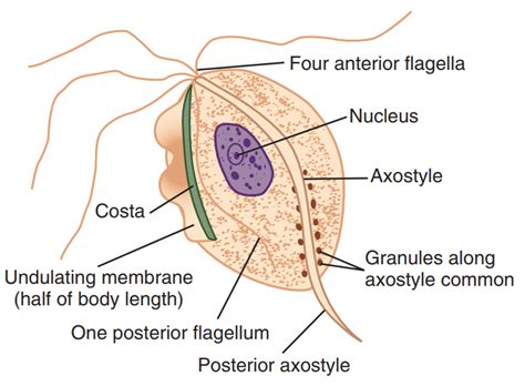 Trichomonas Vaginitis Discharge