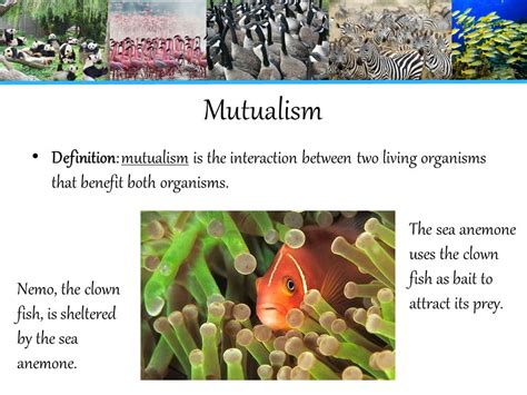 Define Mutualism