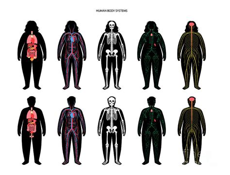Human Anatomy Photograph By Pikovit Science Photo Library Pixels