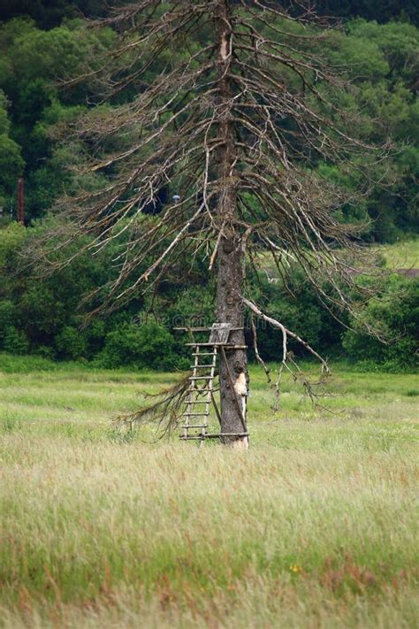 Dead Spruce Tree With Wooden Ladder In A Grassy Field Against A