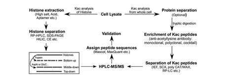 Brief Introduction Of Protein Acetylation Creative Proteomics Blog