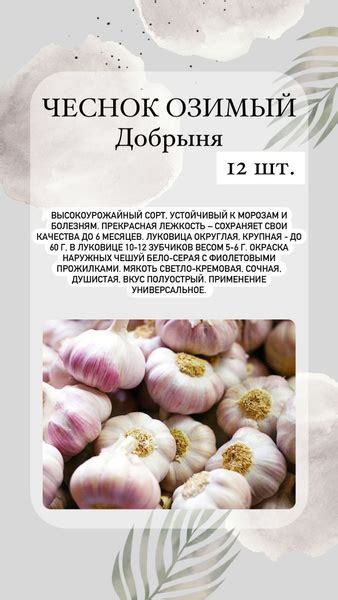 Луковицы Чеснок купить по выгодной цене в интернет-магазине OZON ...