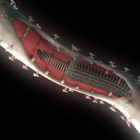Estructura Del Virus Del ébola Modelo 3d 49 Fbx Max Obj Ma Free3d