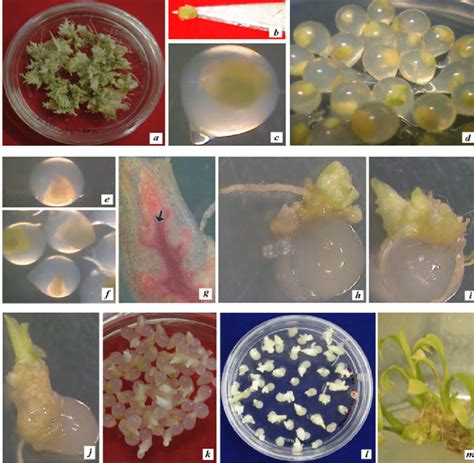 Plant Regeneration From Cryopreserved Shoot Buds Of Ginger By