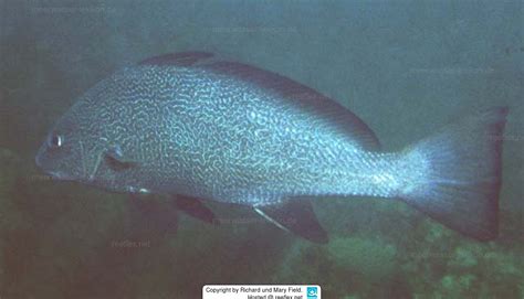 Umbrina Ronchus Fusca Drum