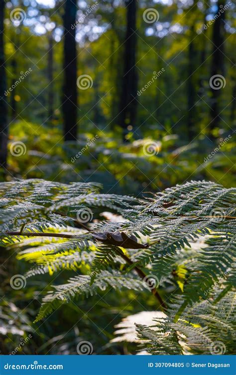 Ferns In The Forest In Focus Forest View With Ferns And Trees Stock