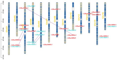 Ijms Free Full Text Identification And Expression Analysis Of Mpk