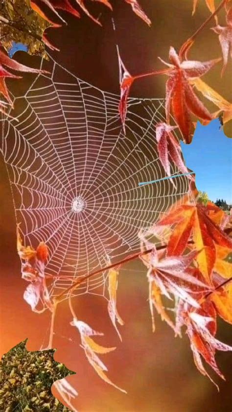 осенние листья Осенние виды Осенние картинки Осенние фотографии