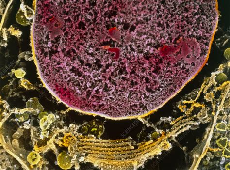 Colour Sem Of Nucleus And Endoplasmic Reticulum Stock Image G455