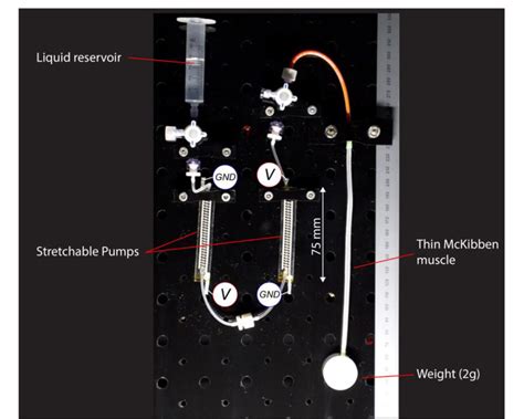 Figure 5 From Electrically Driven Soft Fluidic Actuators Combining Stretchable Pumps With Thin