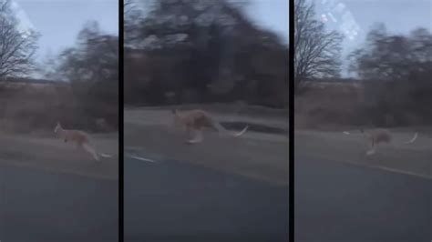 Escaped Kangaroo Punches Police Officer Before Oshawa Capture Cbc News