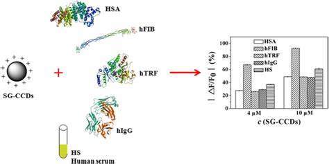 Synthesis Of Cationic Carbon Dots And Their Effects On Human Serum