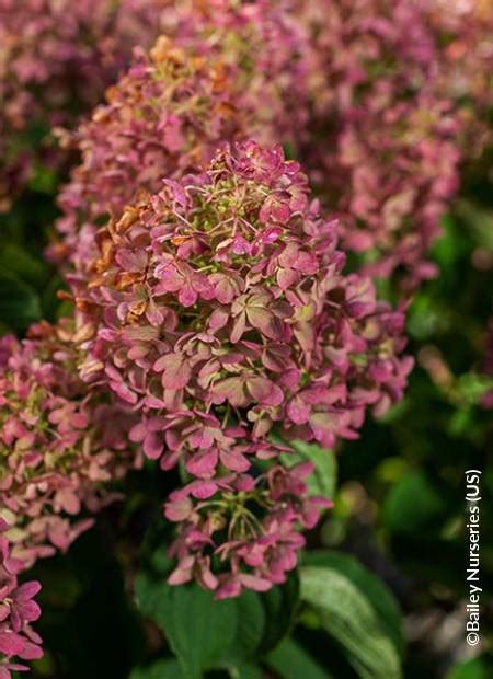 Hydrangea Paniculata Fe R Little Hottie Bailpanone Cov Minier