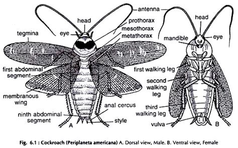 Dissection Of Cockroach With Diagram Zoology