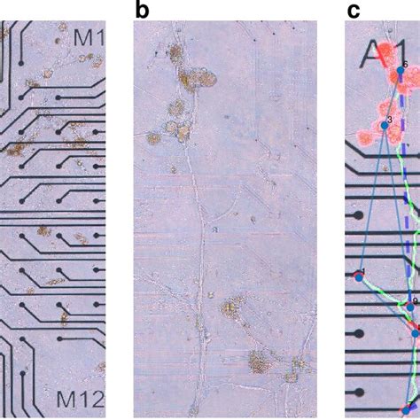 image processing steps and extraction of adjacency matrices a download scientific diagram