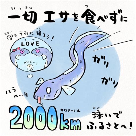 「土用の丑の日、うなぎの人生ドラマチック過ぎ 」さかなのおにいさん かわちゃんの漫画