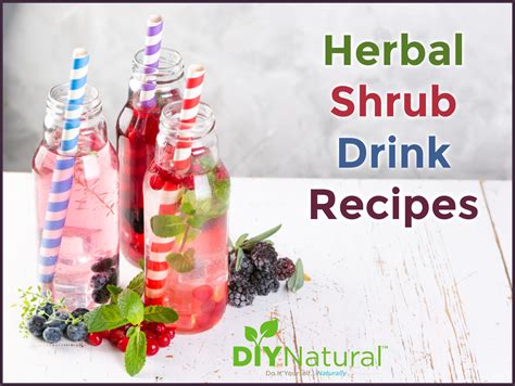 Shrub Recipe These Shrubs Are An Herbal Drink Not A Plant To Grow