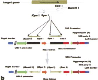 A The Core Structure Of RNAi RNA Interference Vector PTCK303 B