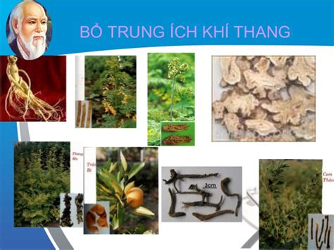 Chữa Sa Tử Cung Từ Thảo Dược An Toàn Hiệu Quả Cao PQA