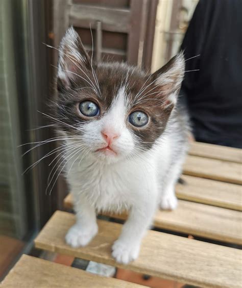 El Vídeo Y Las Fotos Más Adorables De Gatitos Que Verás Hoy