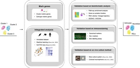 Identifying Cell Types From Scsn Rna Seq Data In Primates Cell Type