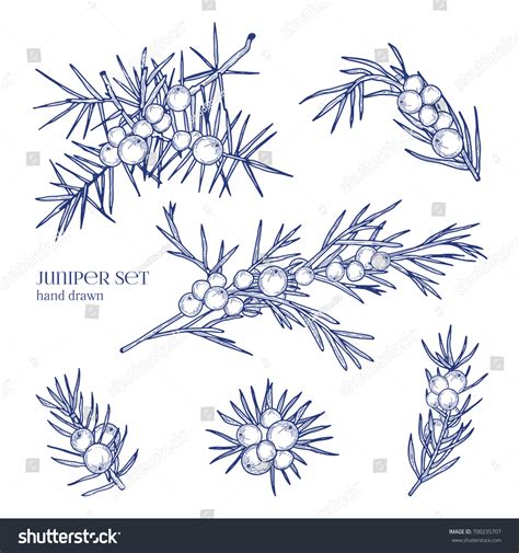 Juniper Berries Drawing