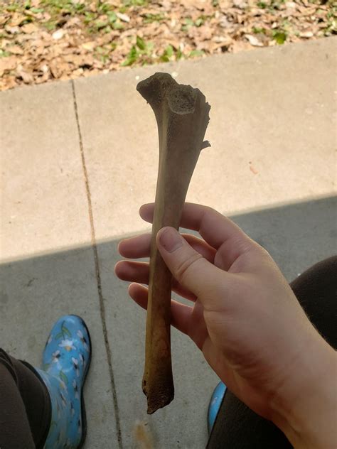 Does Anyone Here Know What This Might Be Rbonecollecting