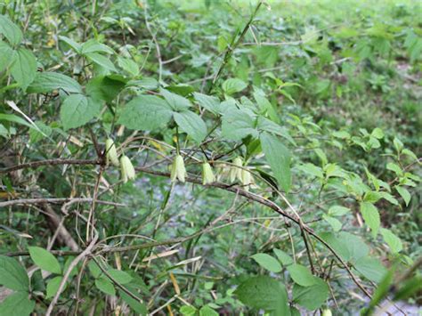 Clematis Tosaensis